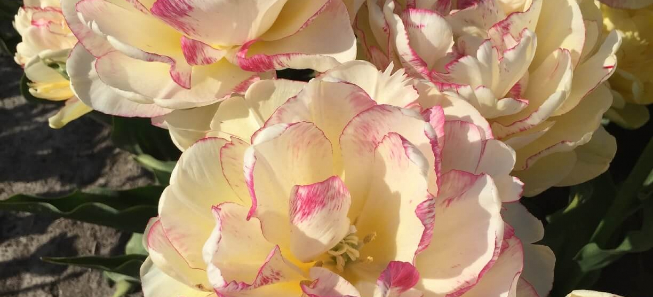 Double Shake - Vitesse Tulpen