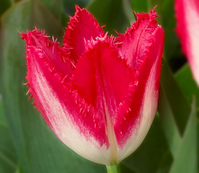 Creaties - Vitesse Tulpen